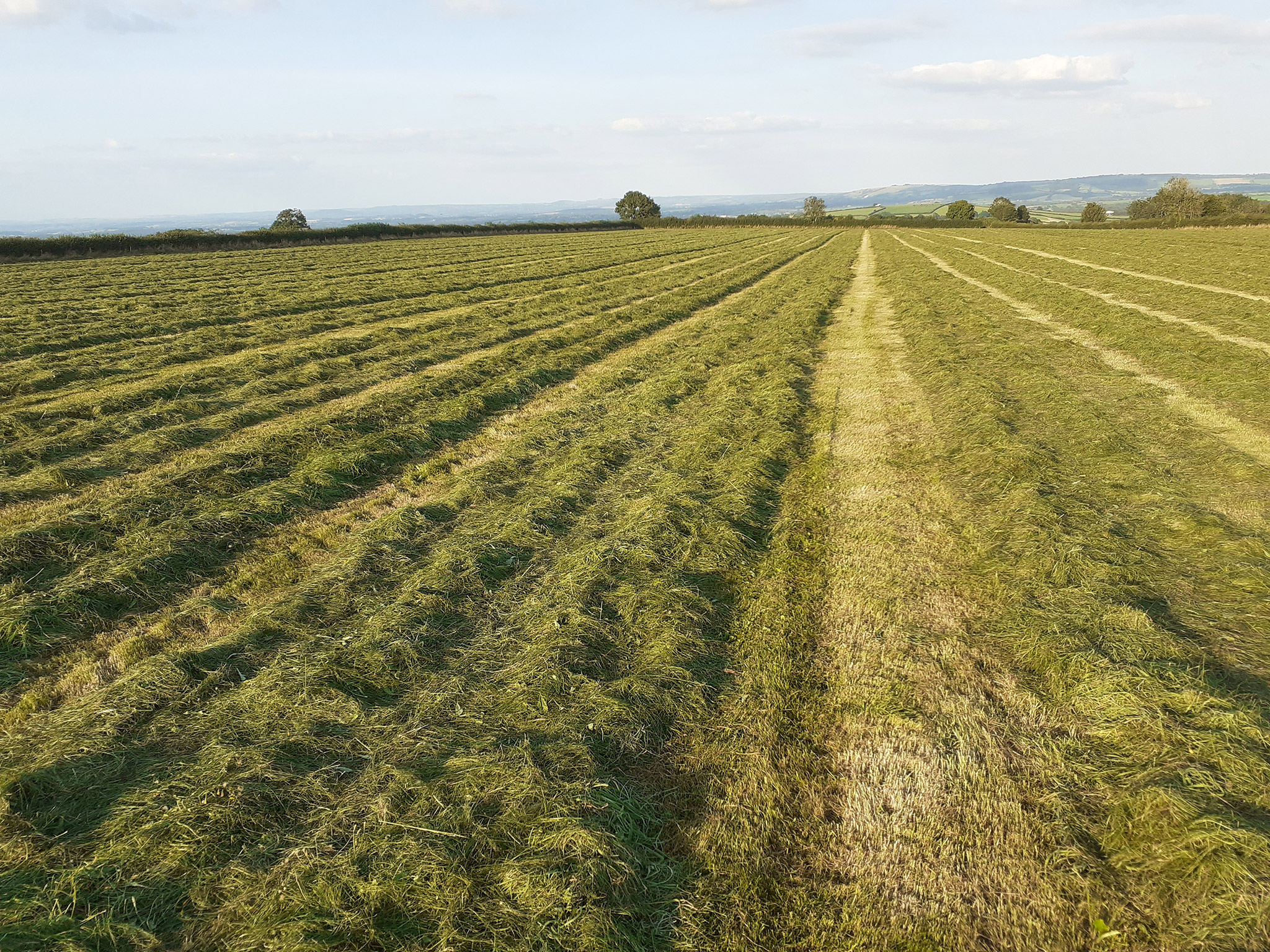 Hay and Haylage - Henley Haylage, Dorset